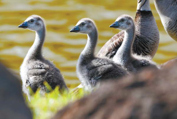 How many Hawaiian nene to make a gaggle? | News, Sports, Jobs - Maui News